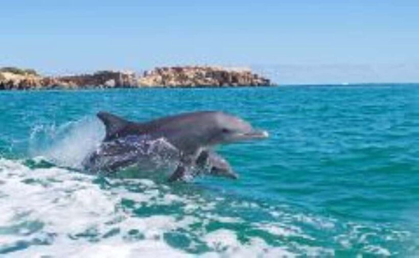 Rockingham: Shoalwater Islands Tour and Penguin Island - Introduction