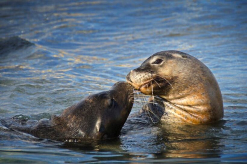 Rockingham: Shoalwater Islands Tour and Penguin Island - Practicalities & Tips for Visitors