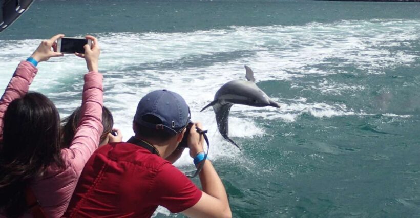 Rockingham: Shoalwater Islands Tour and Penguin Island - Reviews & Authentic Feedback