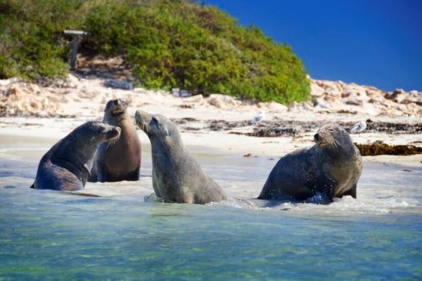 Rockingham: Shoalwater Islands Tour and Penguin Island - The Sum Up
