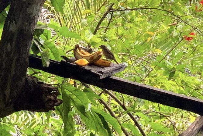 Rockland Bird Sanctuary and Hip-Strip Shopping - Key Points