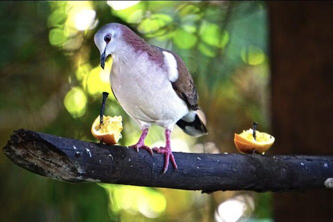 Rockland Bird Sanctuary and Hip-Strip Shopping - FAQ