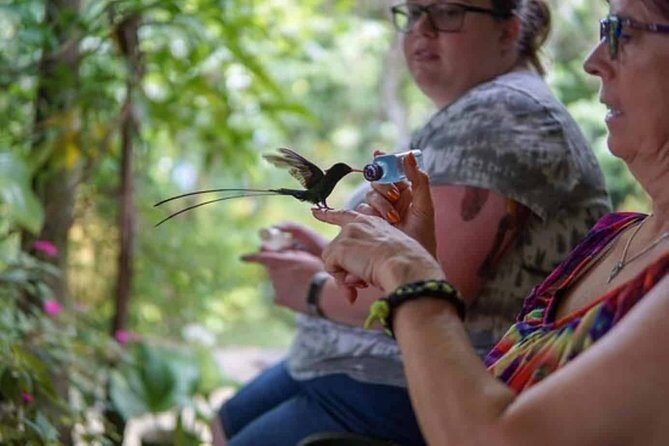 Rockland Bird Sanctuary plus Montego Bay Highlights & Shopping Private Tour - An In-Depth Look at the Tour