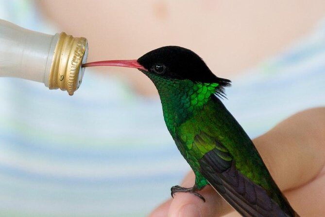 Rockland Bird Sanctuary Tour [Transportation] Hotel Pick-Up - Who Will Enjoy This Tour?