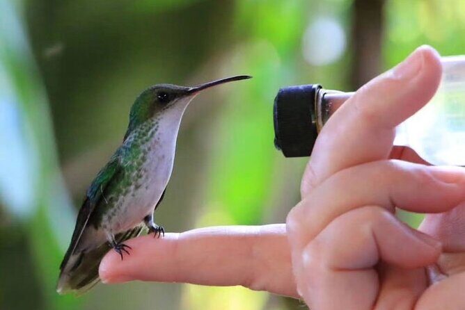 Rocklands Bird Sanctuary and Montego Bay Highlights - Discovering the Charm of Rocklands Bird Sanctuary and Montego Bay Highlights