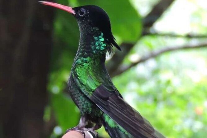 Rocklands Bird Sanctuary and Montego Bay Highlights - Key Points