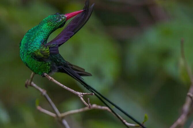 Rocklands Bird Sanctuary and Montego Bay Highlights - Evaluating the Value and Practical Aspects