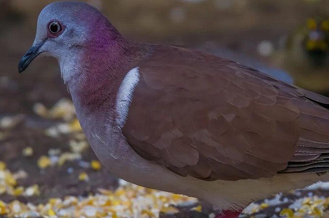 Rocklands Bird Sanctuary and Montego Bay Highlights - Additional Notes and Tips