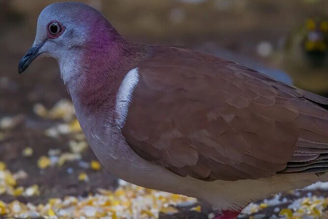 Rocklands Bird Sanctuary and Montego Bay Highlights - Final Thoughts