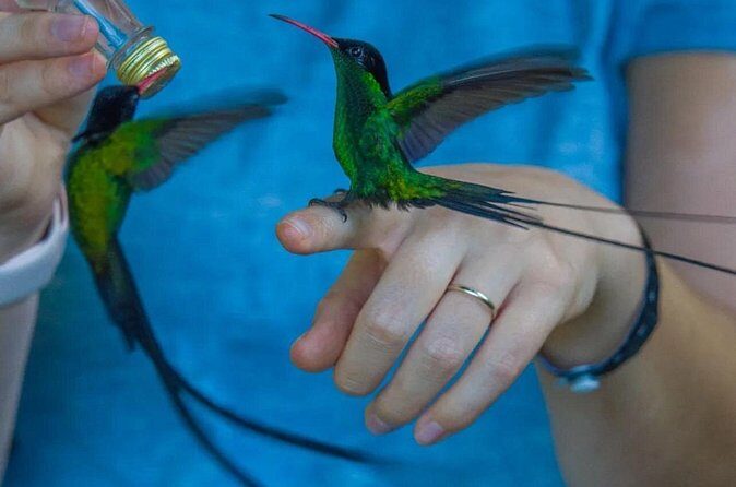 Rocklands Bird Sanctuary and Montego Bay Highlights - FAQs