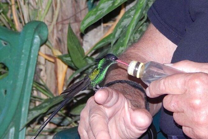 Rocklands Bird Sanctuary and Montego Bay Highlights Tour from Falmouth - A Deep Dive into the Experience