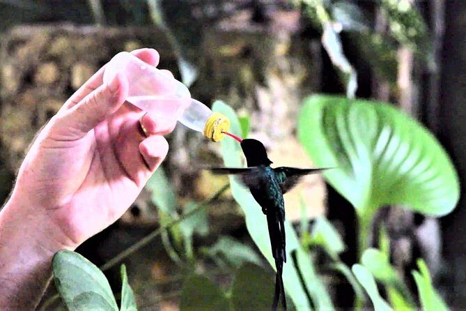 Rocklands Bird Sanctuary and Montego Bay Highlights Tour from Falmouth - Authentic Experiences and Feedback from Travelers