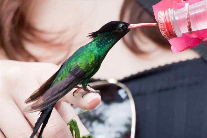 Rocklands Bird Sanctuary & City Highlights plus Shopping from Grand Palladium - FAQ