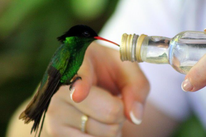 Rocklands Bird Sanctuary & City Highlights plus Shopping from Montego Bay - FAQ: Your Practical Questions Answered