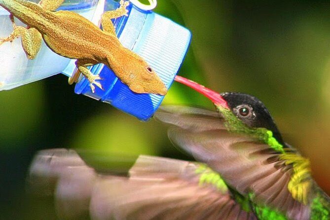 Rockland's Bird Sanctuary Tour from Montego Bay/ Falmouth - The Sum Up