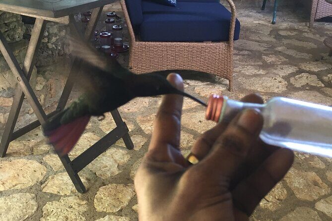 Rockland's Bird Sanctuary Tour from Montego Bay/ Falmouth - FAQs