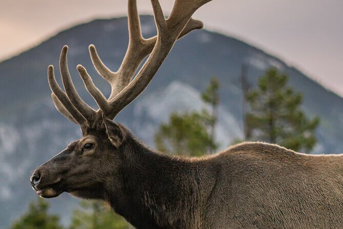 Rocky Mountain Full Day Private Tour & Hike - An In-Depth Look at the Rocky Mountain Full Day Tour