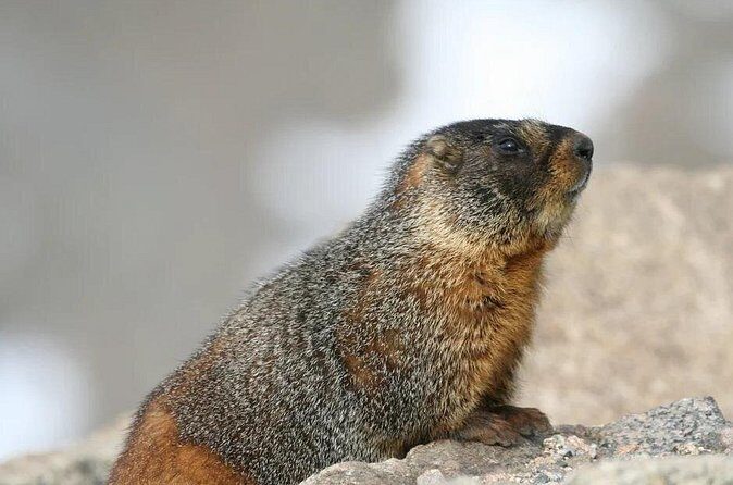 Rocky Mountain National Park Grand Lake Tour - Who Will Love This Tour?