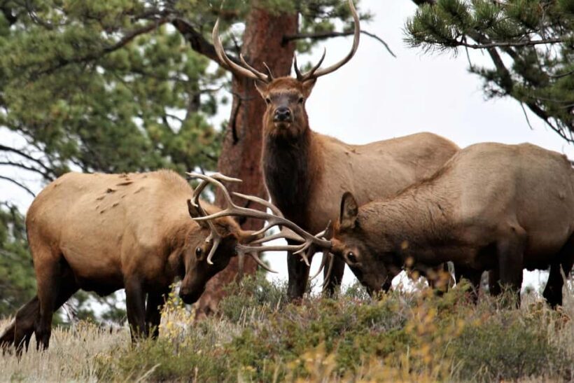 Rocky Mountain National Park: Private Hike to Emerald Lake - The Value of This Tour