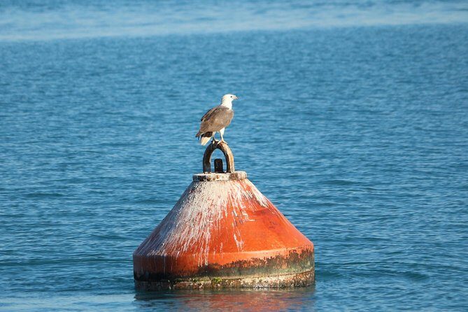 Roebuck Bay Sunset & Snubfin Dolphin Cruise - Key Points