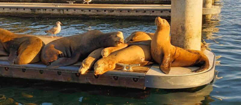 Romantic Boat Cruise with Wine & Cheese or Surprise Dinner - Why This Cruise Is Worth Considering