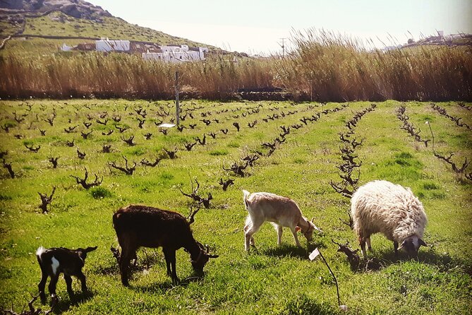 Romantic Cycling Tour With Private Picnic at the Beach - Cycling Through the Mykonos Countryside