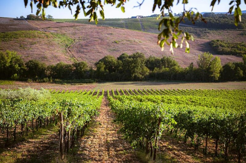 Romantic Dinner in the Vineyard of Poggio Ai Laghi Winery - Appetizer Menu