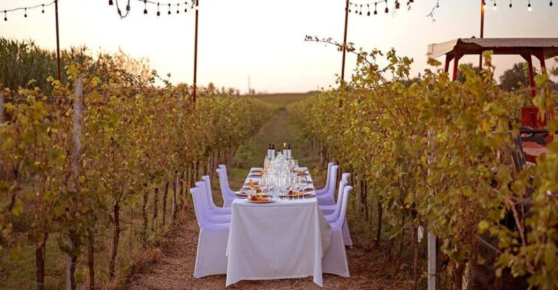 Romantic Dinner in the Vineyard of Poggio Ai Laghi Winery - First and Second Course Menu