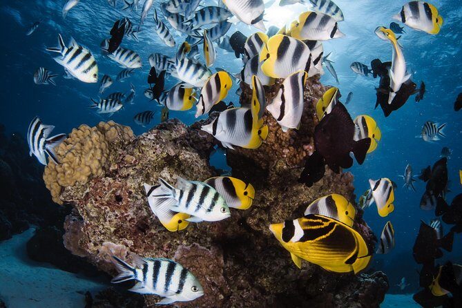 Romantic Dive for beginners in Bora Bora (2 people) with Video - Why You Might Love This Tour