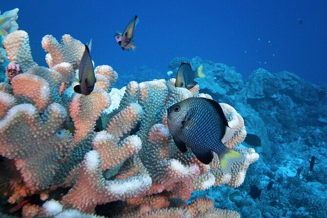 Romantic Dive for beginners in Bora Bora (2 people) with Video - Who Would Love This Experience