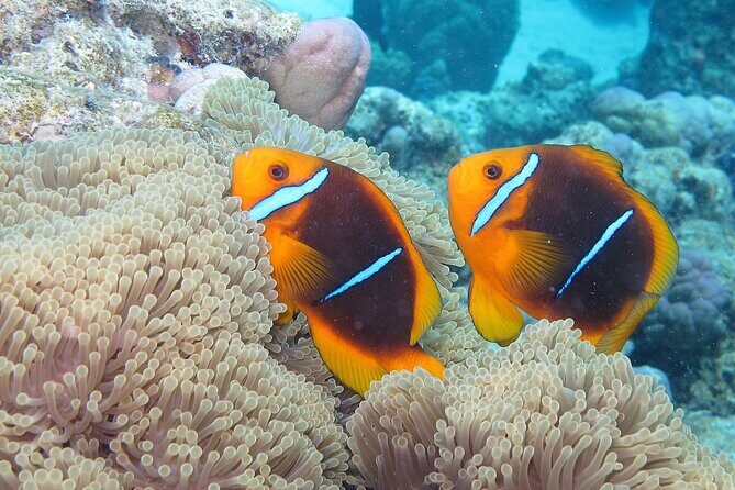 Romantic Dive for beginners in Bora Bora (2 people) with Video - Final Thoughts: Is It Worth It?