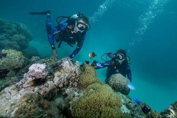 Romantic dive in the lagoon of Bora Bora - The Itinerary: What to Expect