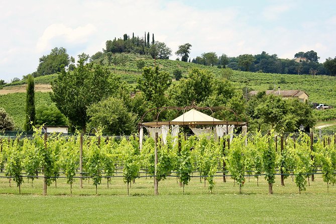 Romantic Lunch in the Vine Rows in Tuscany - Seamless Logistics for a Stress-Free Experience