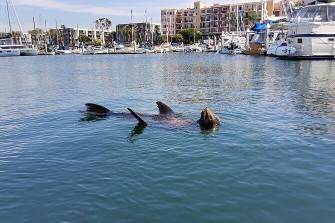 Romantic Luxury Boat Cruise with Wine Cheese Sea LionTours - An In-Depth Look at the Experience