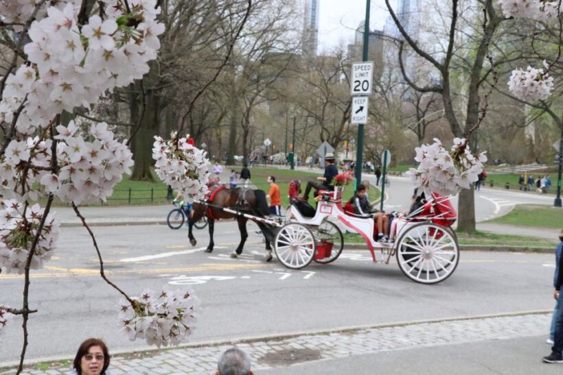 Romantic/Proposal Central Park Carriage Tour Up to 4 Adults - Firsthand Perspectives from Past Travelers