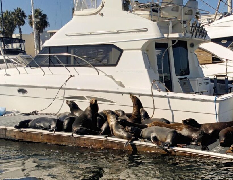 Romantic Sunset & City Lights Wine Cruise  Marina del Rey - Final Thoughts