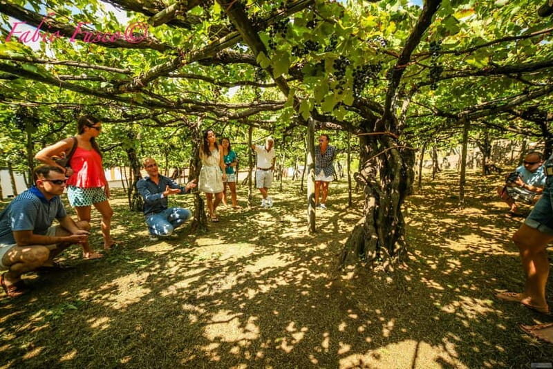 Romantic Tuk Tuk Tour with Wine Tasting in Amalfi Hills - Discover the Hidden Charm of the Amalfi Hills with a Romantic Tuk Tuk and Wine Tasting Experience