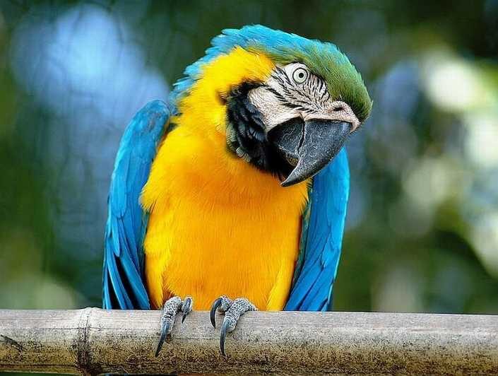 Rome: Bioparco di Roma Zoological Garden Entry Ticket - What Makes the Bioparco Worth Visiting?