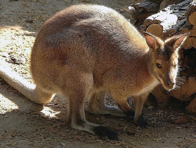 Rome: Bioparco di Roma Zoological Garden Entry Ticket - What to Expect During Your Visit