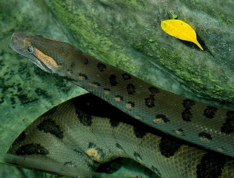 Rome: Bioparco di Roma Zoological Garden Entry Ticket - Who Will Love This Experience?