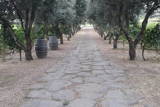 Rome Countryside Vineyards and Wine Tasting - Private Tour - What to Expect: The Itinerary in Detail
