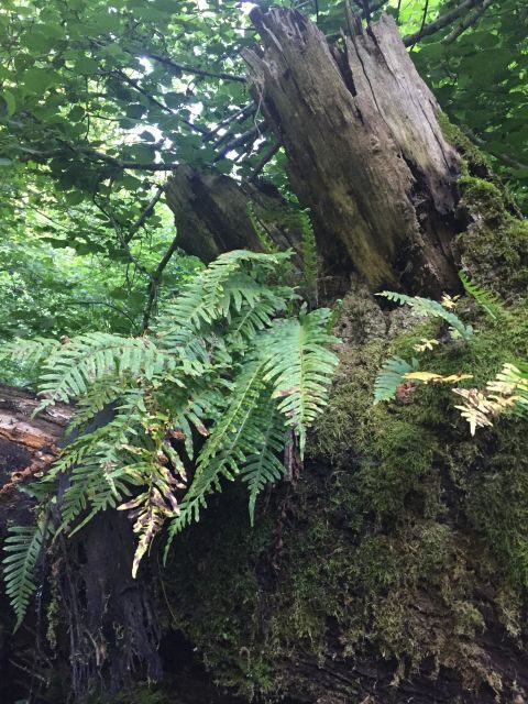 Rome: Forest Bathing Experience - FAQ