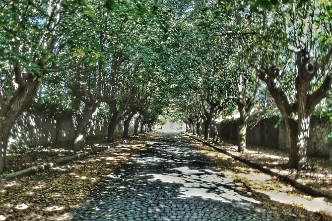 Rome: Frascati Vineyard Bike Tour with Train Tickets - What Sets This Tour Apart