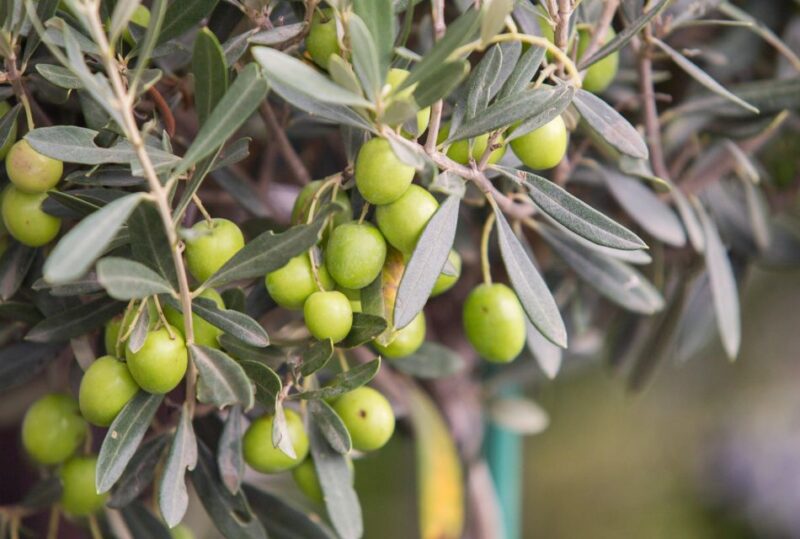 Rome: Masterclass Extra Virgin Olive Oil & Table Olives - The Experience in Perspective