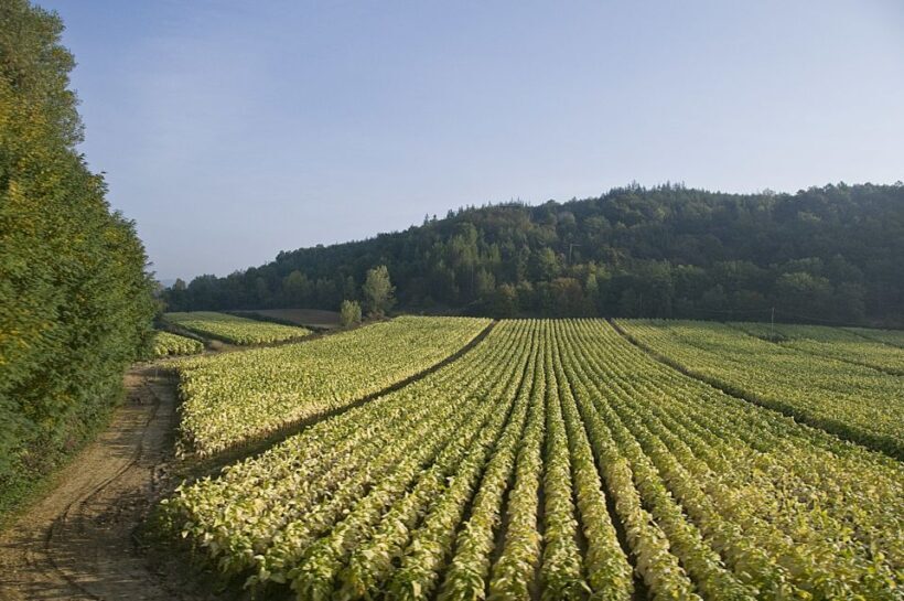 Rome: Wine Tasting and Pizza Making Class at a Vineyard - Pricing and Value