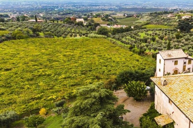 Rome: Wine Tour & Pizza Making Class in a Frascati's vineyard - 5 hours - Analyzing the Value