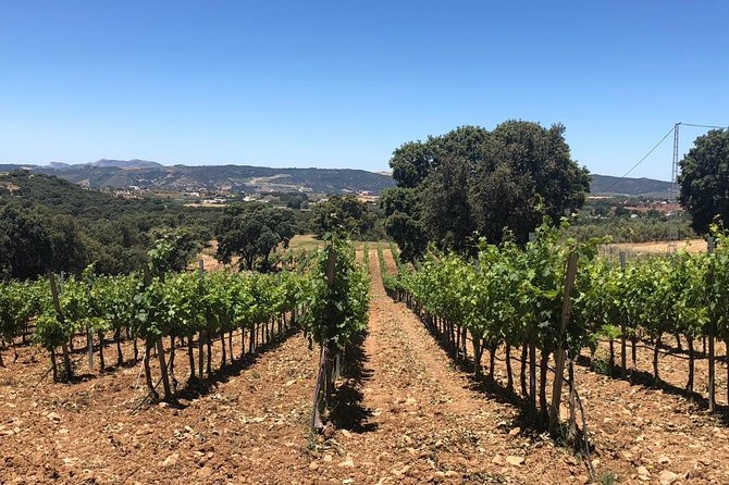 Ronda Day Tour and Winery Visits From Marbella - Key Points