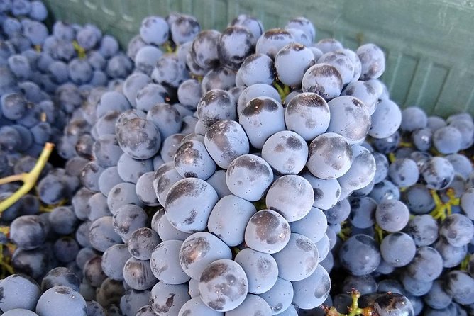 Ronda Day Tour and Winery Visits From Marbella - Guest Experiences and Reviews