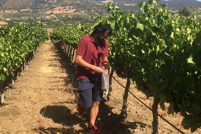 Ronda from Malaga: Top Quality Wine Tour & city exploring - Final Thoughts