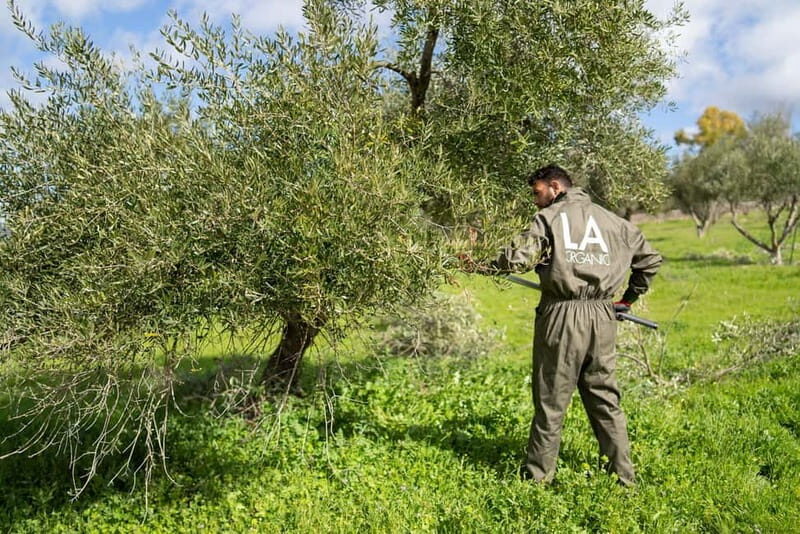 Ronda: LA Almazara LA Organic, Olive Oil Museum and Tasting - Key Points